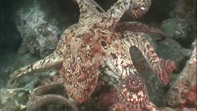Octopus Moving Along the Ocean Floor | NOAA | PBS LearningMedia