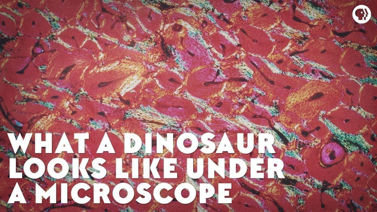 What a Dinosaur Looks like under a Microscope | Eons | PBS LearningMedia