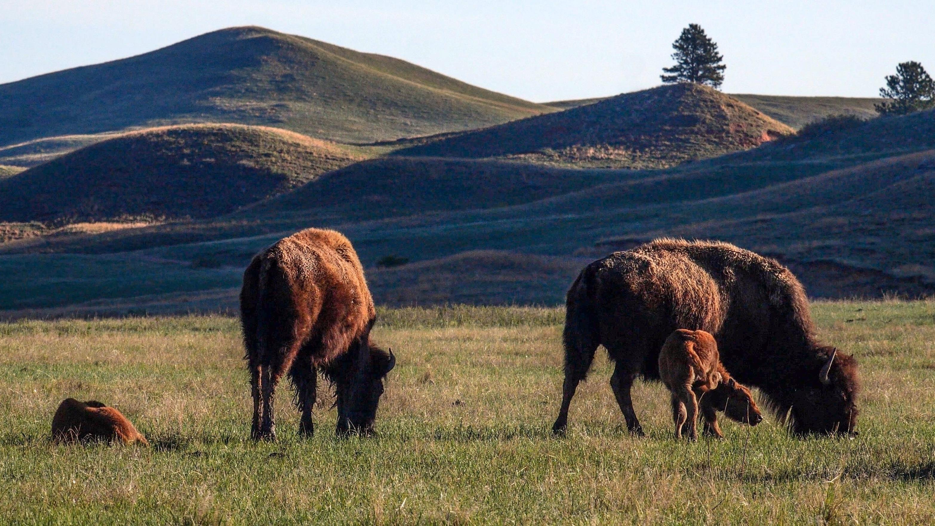 Tatanka (Buffalo): A Way of Life for Native Peoples in the Past and ...