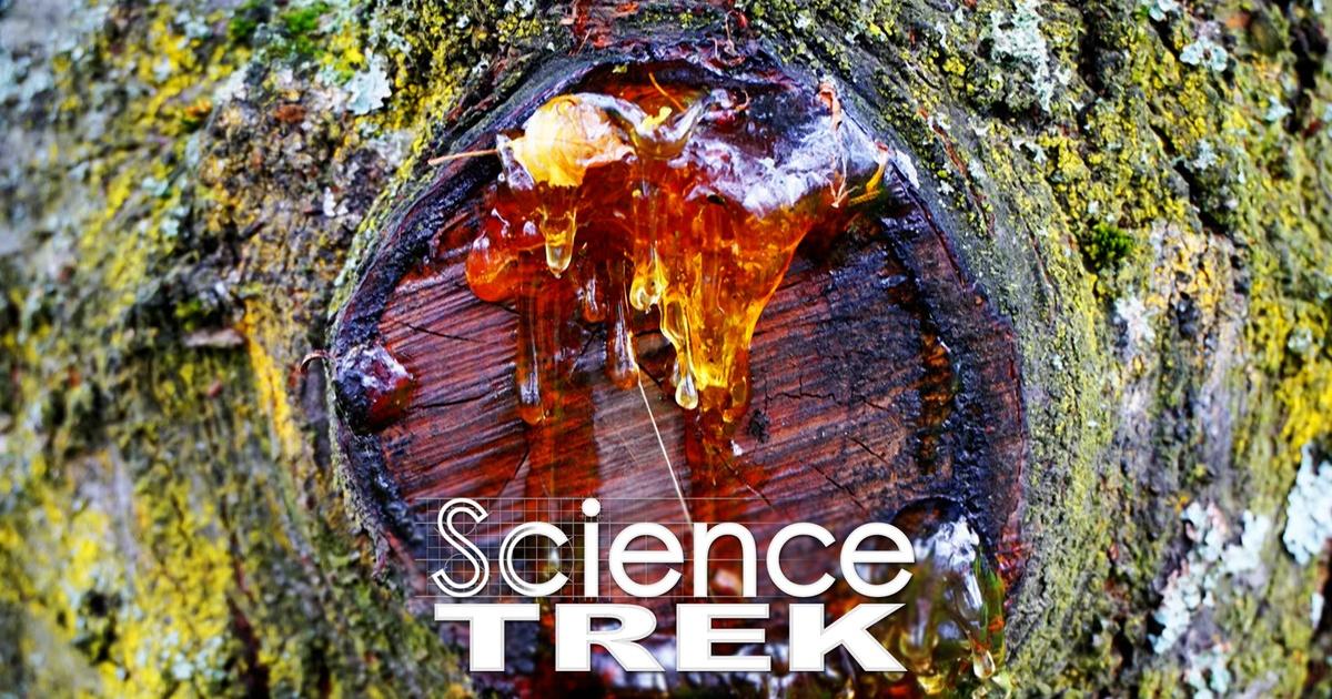 Science Trek | Forests: Trees on Defense | SDPB