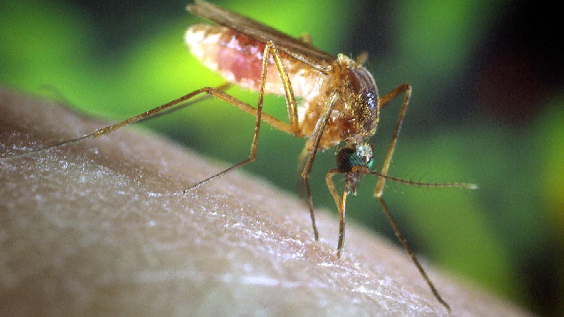 Why the threat of mosquito-borne diseases is on the rise | PBS News Hour | THIRTEEN - New York ...
