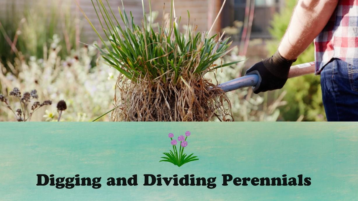 Digging and Dividing Perennials | Watch on PBS Wisconsin
