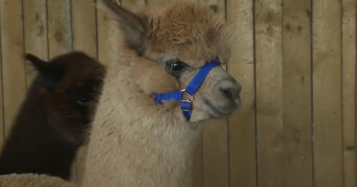 The Yorkshire Vet | Season 1, Episode 2 | PBS