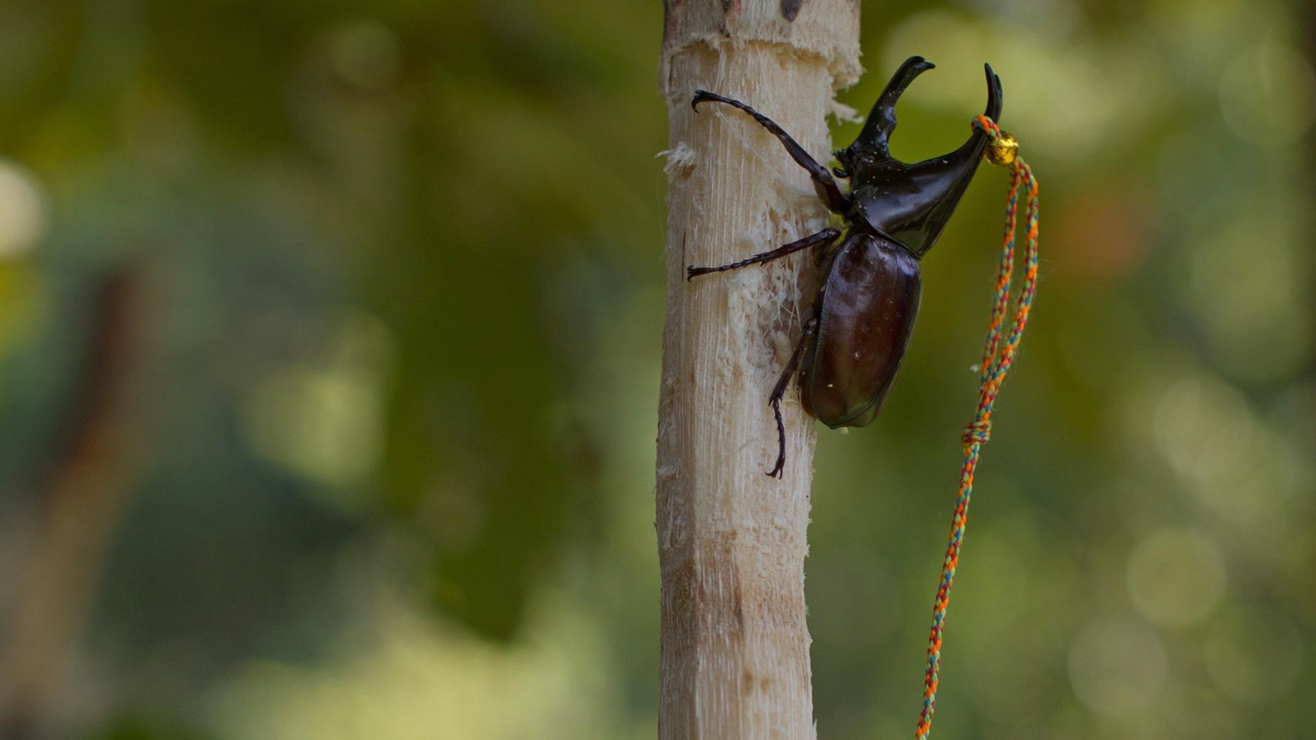 The Longstanding Tradition of Beetle Battles in Thailand | Bugs That ...