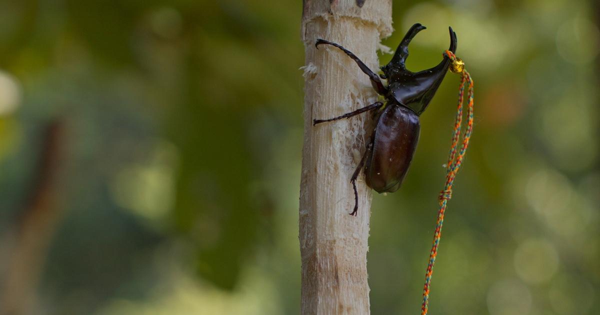 Bugs That Rule the World | The Longstanding Tradition of Beetle Battles ...