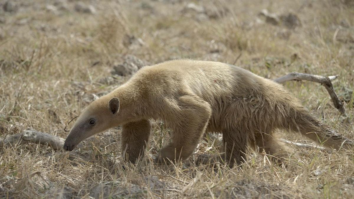 A Collared Anteater in Jaguar Country | Colombia - Wild and Free ...
