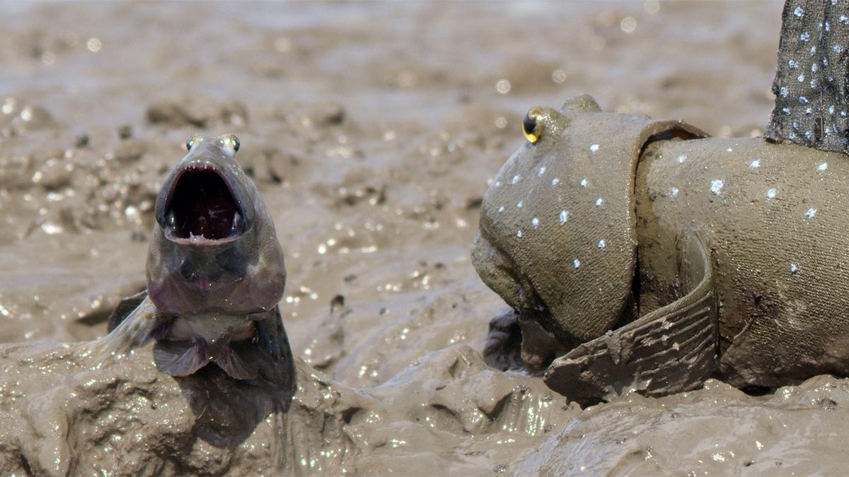 Mudskipper Jumping Contest For Mate | Nature | THIRTEEN - New York ...