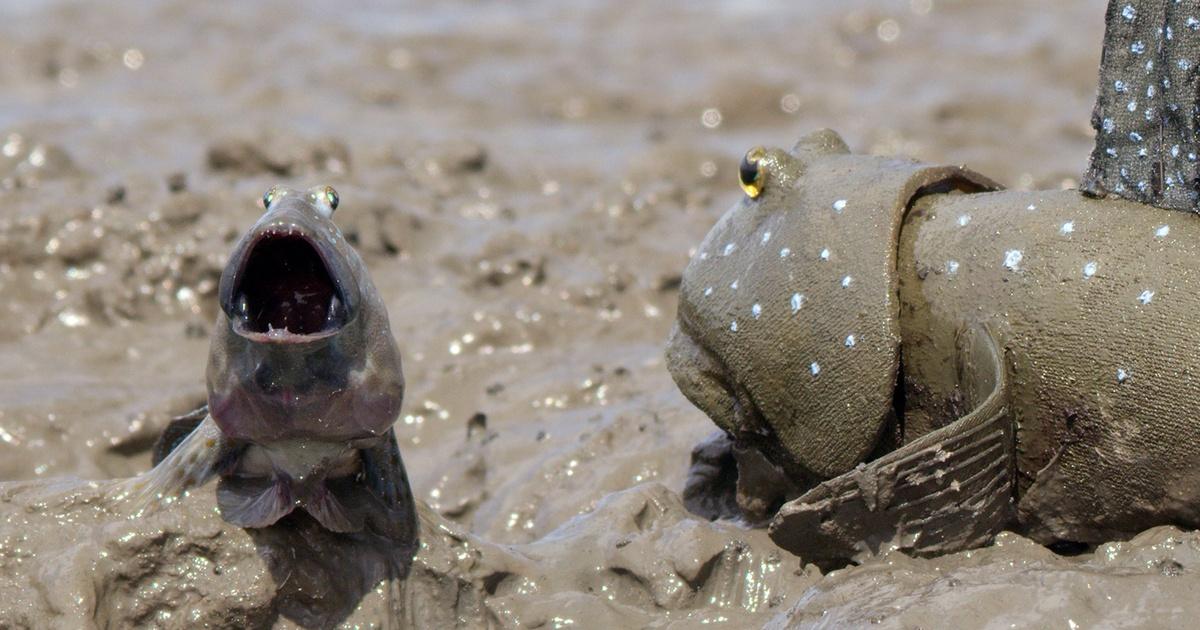 Nature | Mudskipper Jumping Contest For Mate | Season 42 | Episode 3 | OPB
