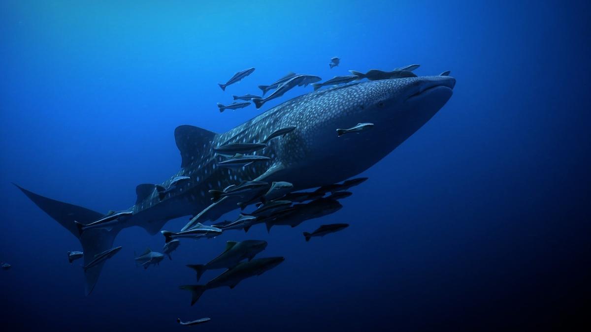 Whale Shark Homecoming | WILD HOPE | Nature | THIRTEEN - New York ...
