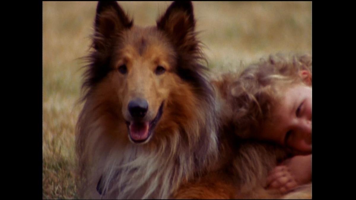 Extraordinary Dogs | Nature | THIRTEEN - New York Public Media