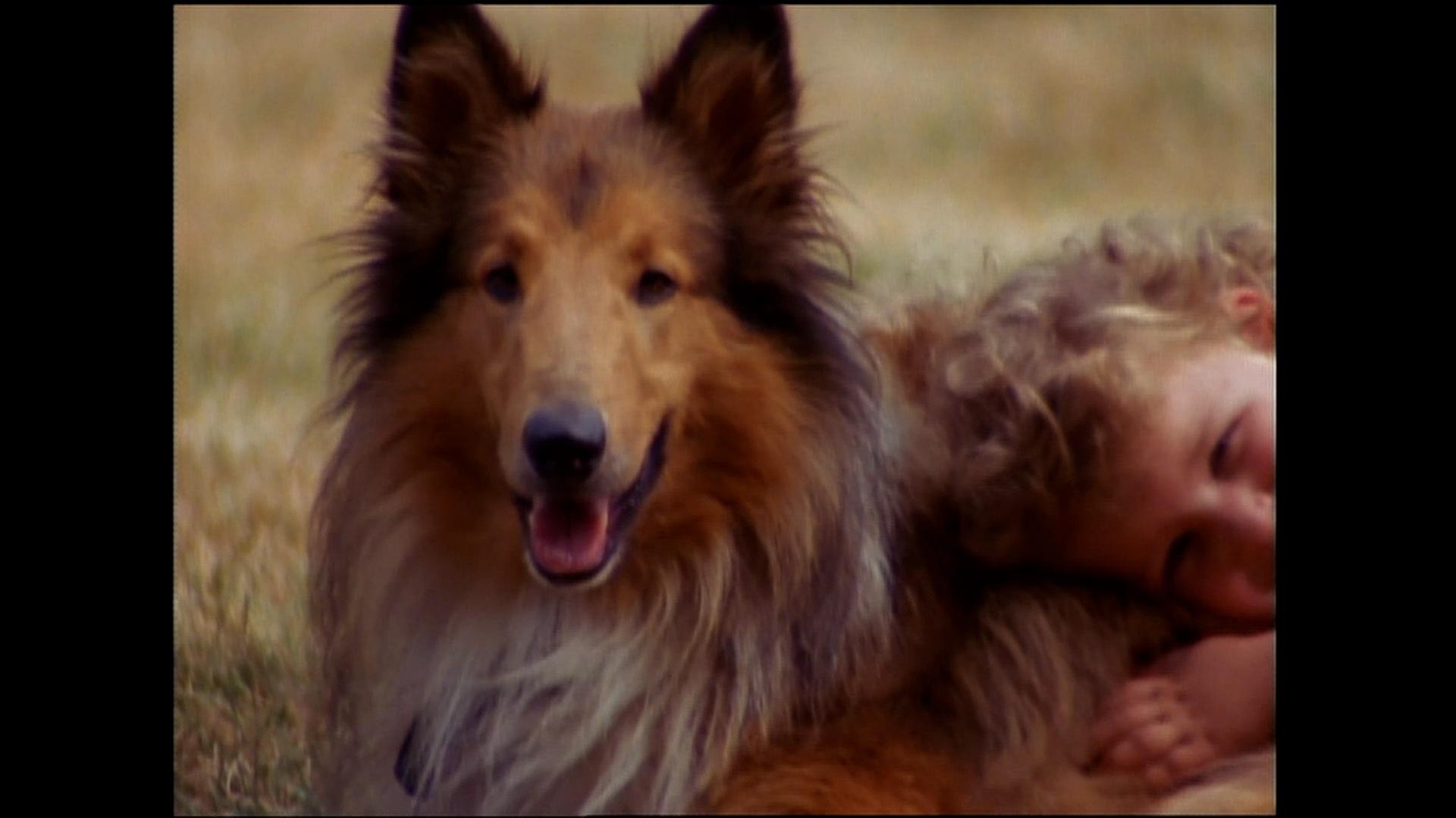 Extraordinary Dogs | Nature | THIRTEEN - New York Public Media