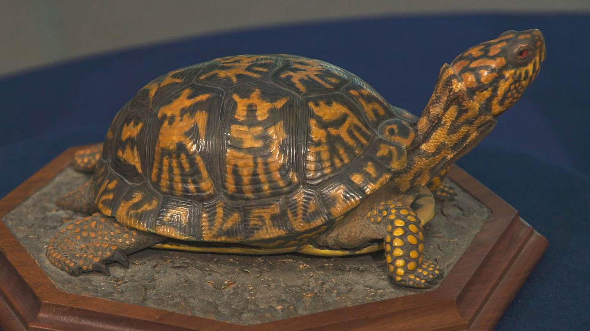 Appraisal: Doug Eppes Eastern Box Turtle Carving, ca. 1975 | Antiques ...
