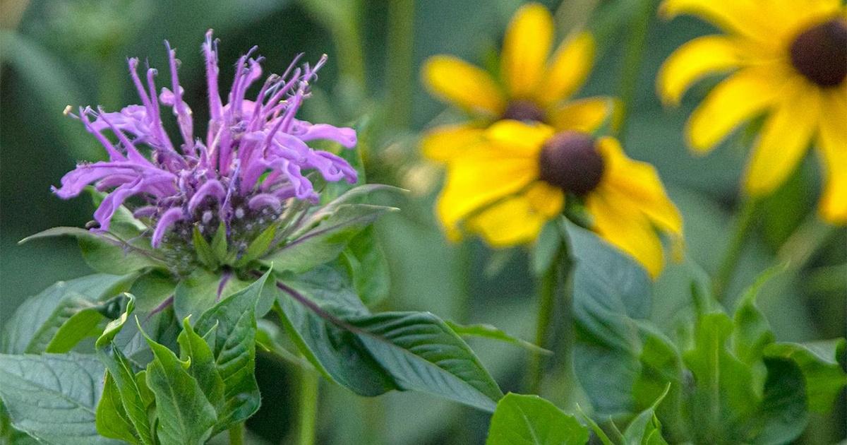 Virginia Home Grown | Native Plant Infused Garden | Season 20 | Episode ...