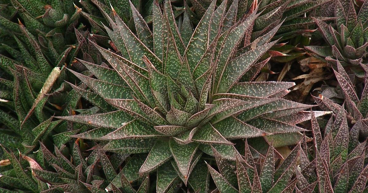 Virginia Home Grown | Cactus & Succulents | Season 19 | Episode 8 | PBS