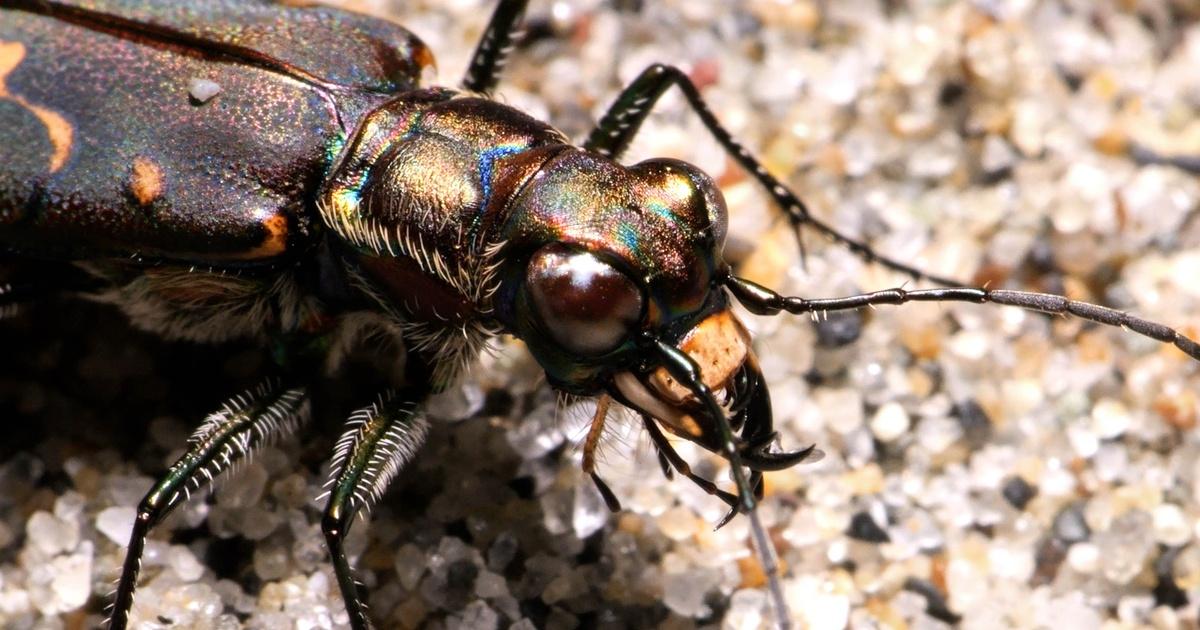 Deep Look | Tiger Beetles Bite First, Ask Questions Never | Season 12 ...