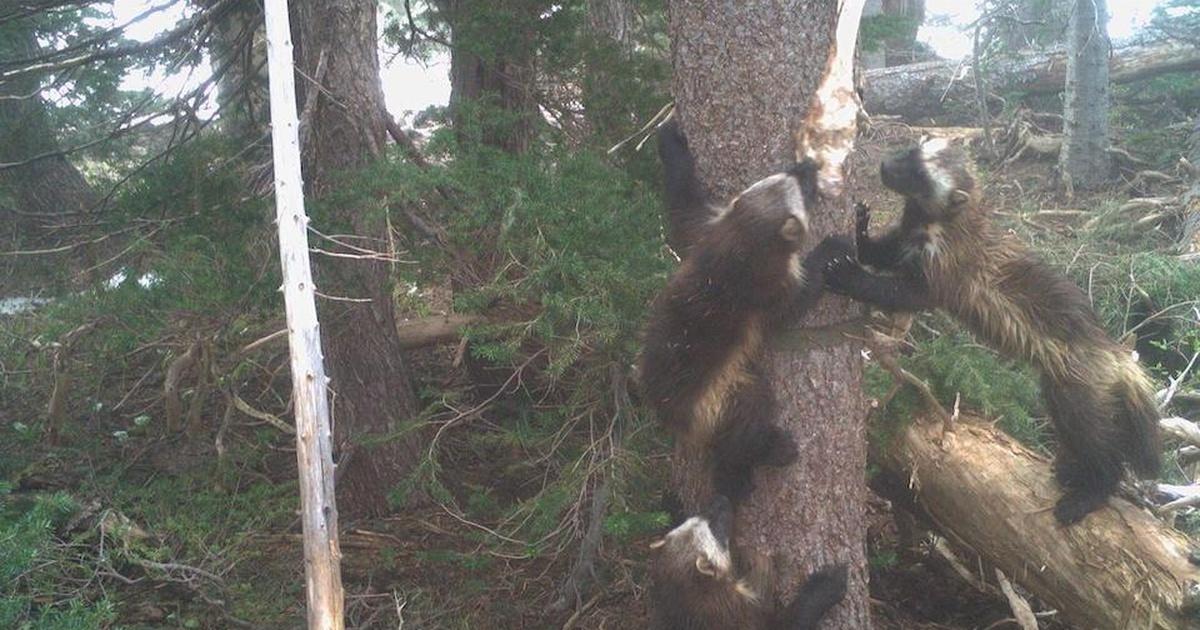 Crosscut Now | Sept. 1, 2020 - Wolverines Return to Mt. Rainier ...