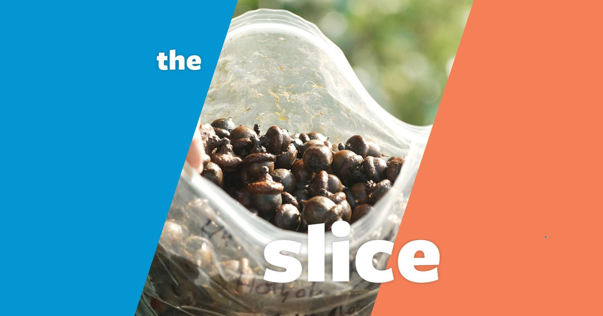 The Slice | Collecting Acorns | Season 2023 | THIRTEEN PBS