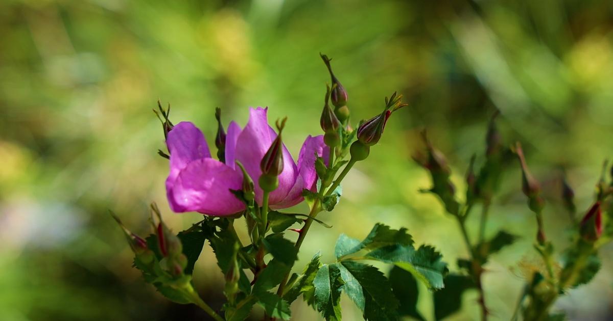 Colorado Voices | Amache Rose blooms for the first time at the Denver ...