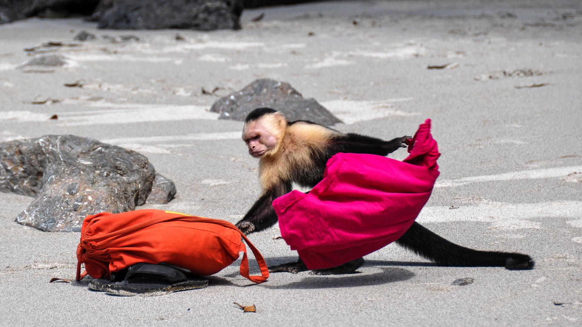 Capuchin Monkeys in Costa Rica Play Tourists for Food | Wild Metropolis ...