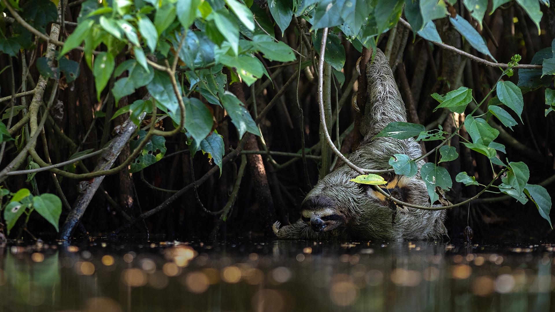Rare Footage of Sloth Drinking Water | Nature | WLIW