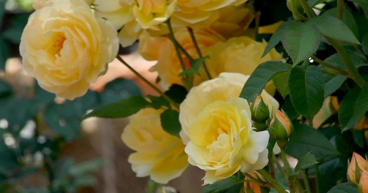 Making It Grow | Fireflies and a Rose Garden | Season 2022 | Episode 23 ...