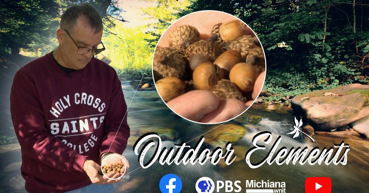 Outdoor Elements | Nuts Everywhere | PBS