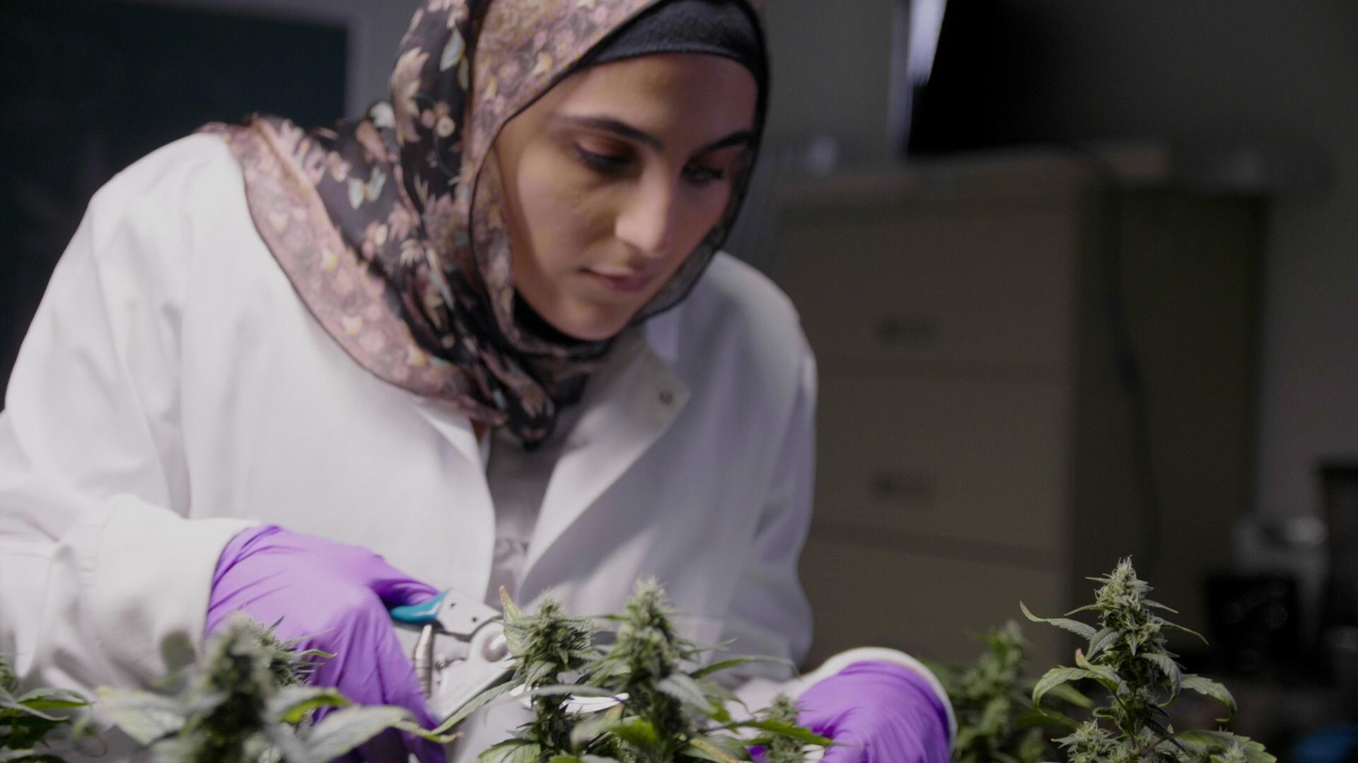 Where Did the Cannabis Plant Come From? | NOVA | NJ PBS