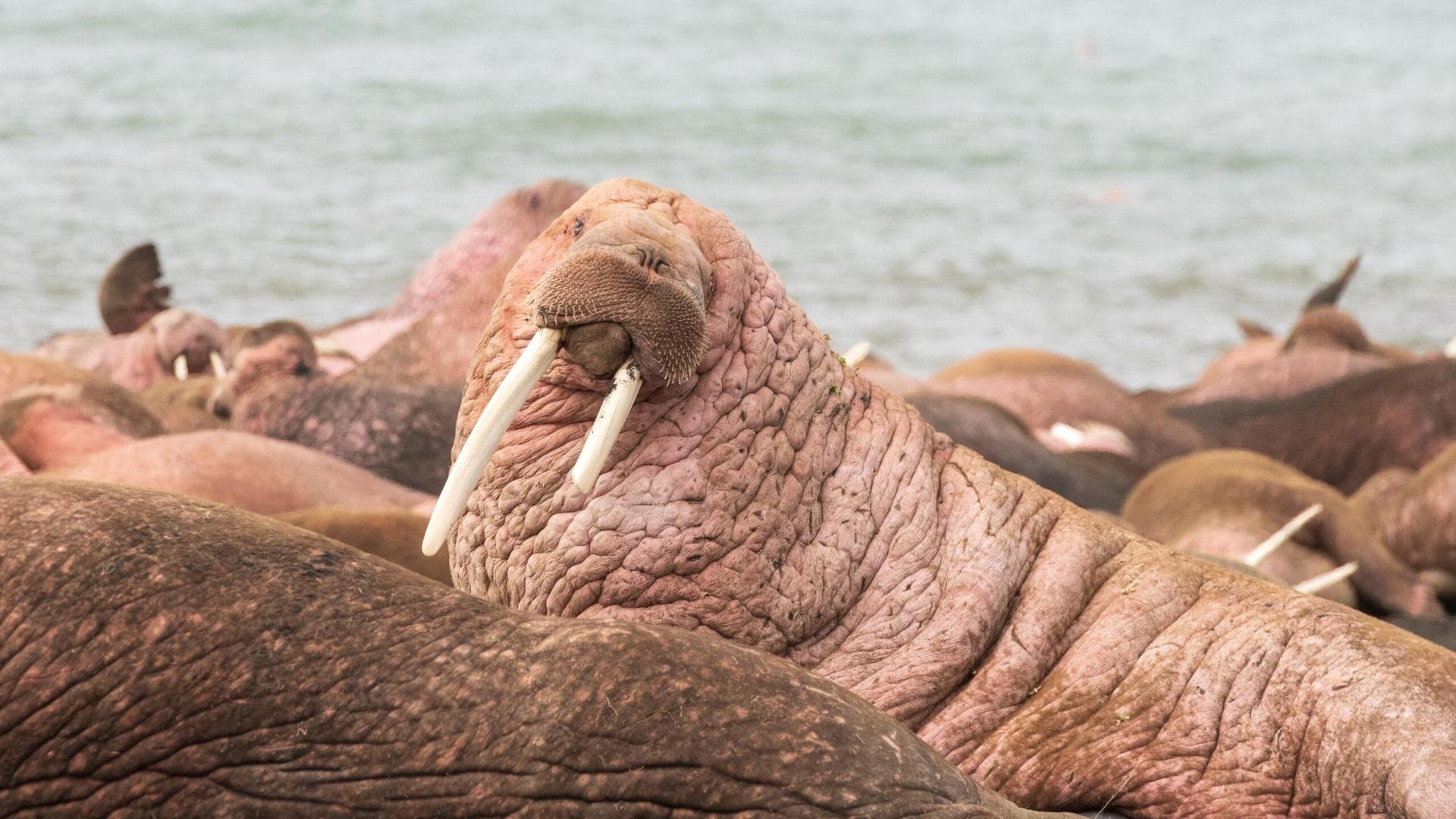 Walrus: Life on Thin Ice | Nature | NJ PBS