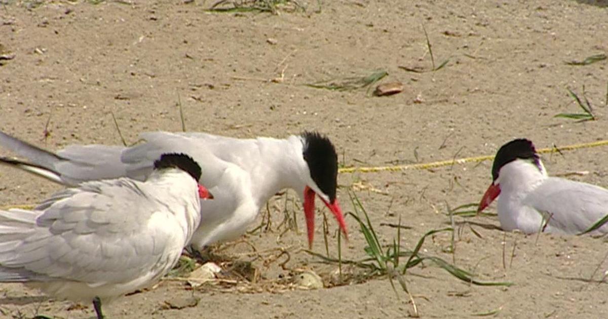 Oregon Field Guide | Terns and Cormorants, Reptile Hunter and Fishers ...