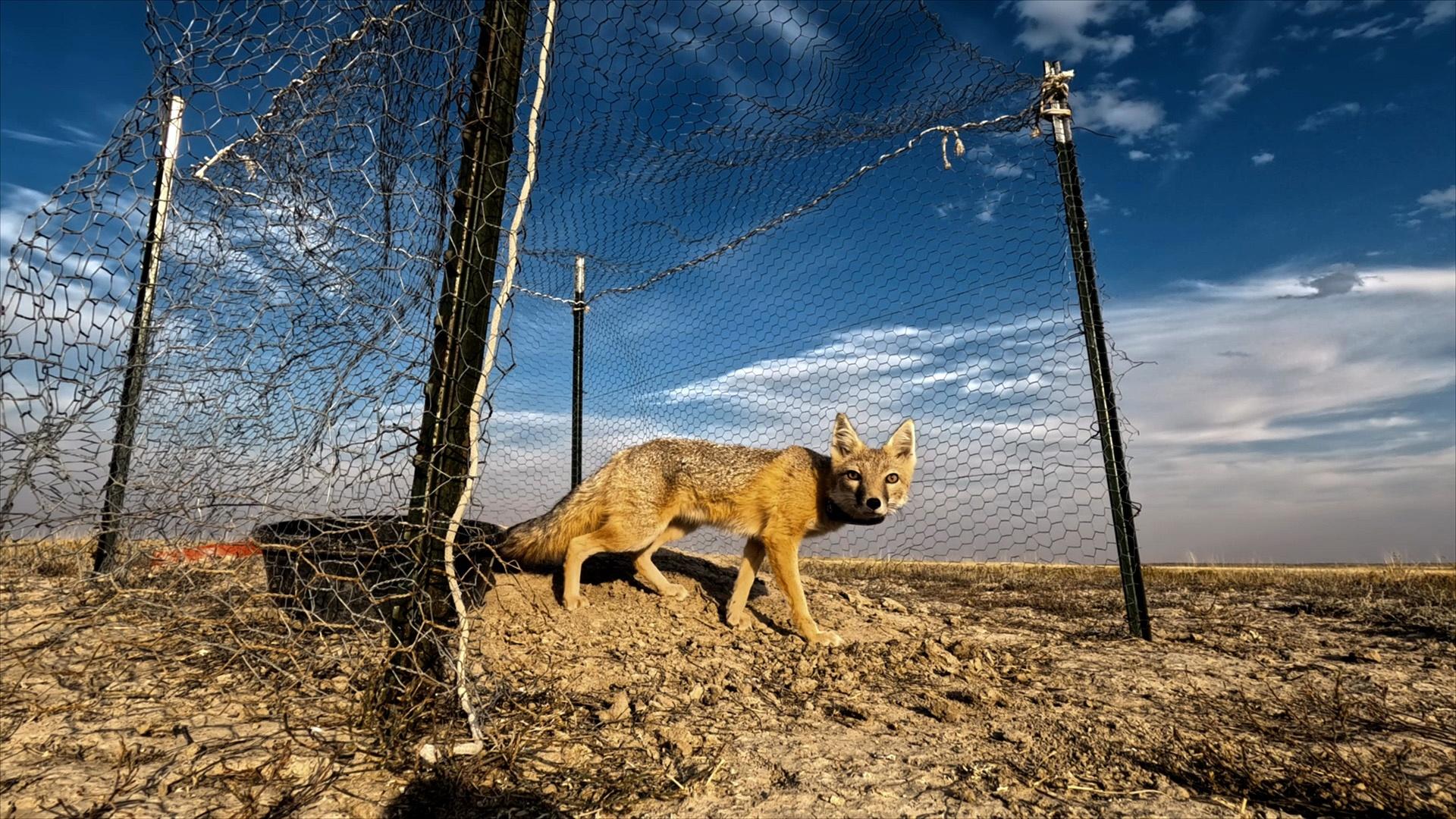 Swift Foxes and the Prairie | The Future of Nature | THIRTEEN - New ...