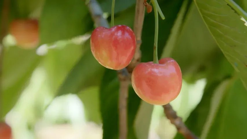 Washington Grown | PBS