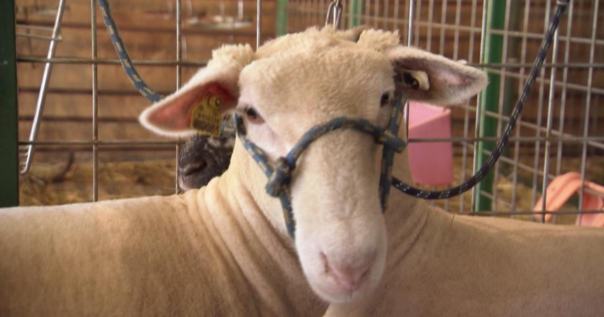 Almanac | Rising COVID cases, race and sports, Dr. Najarian remembered ...