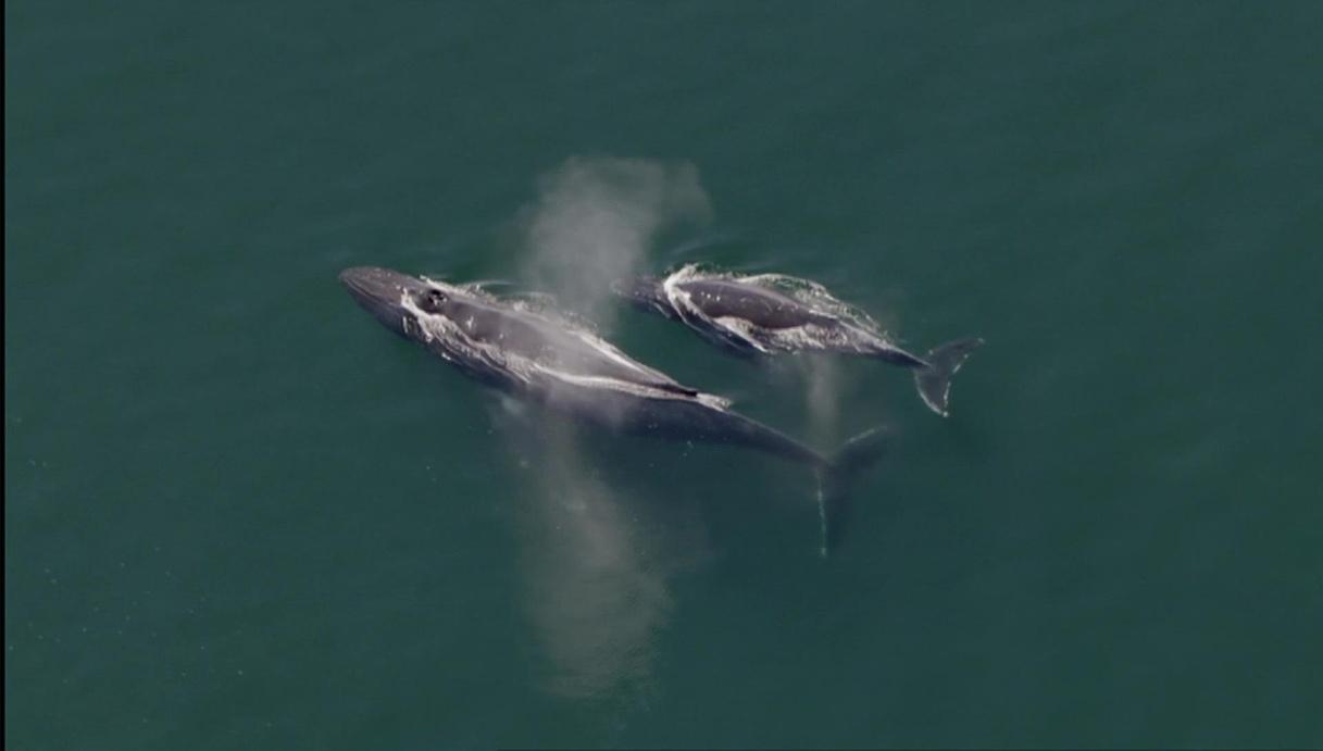 Extraordinary Group Hunting By Humpback Whales | Watch on PBS Wisconsin