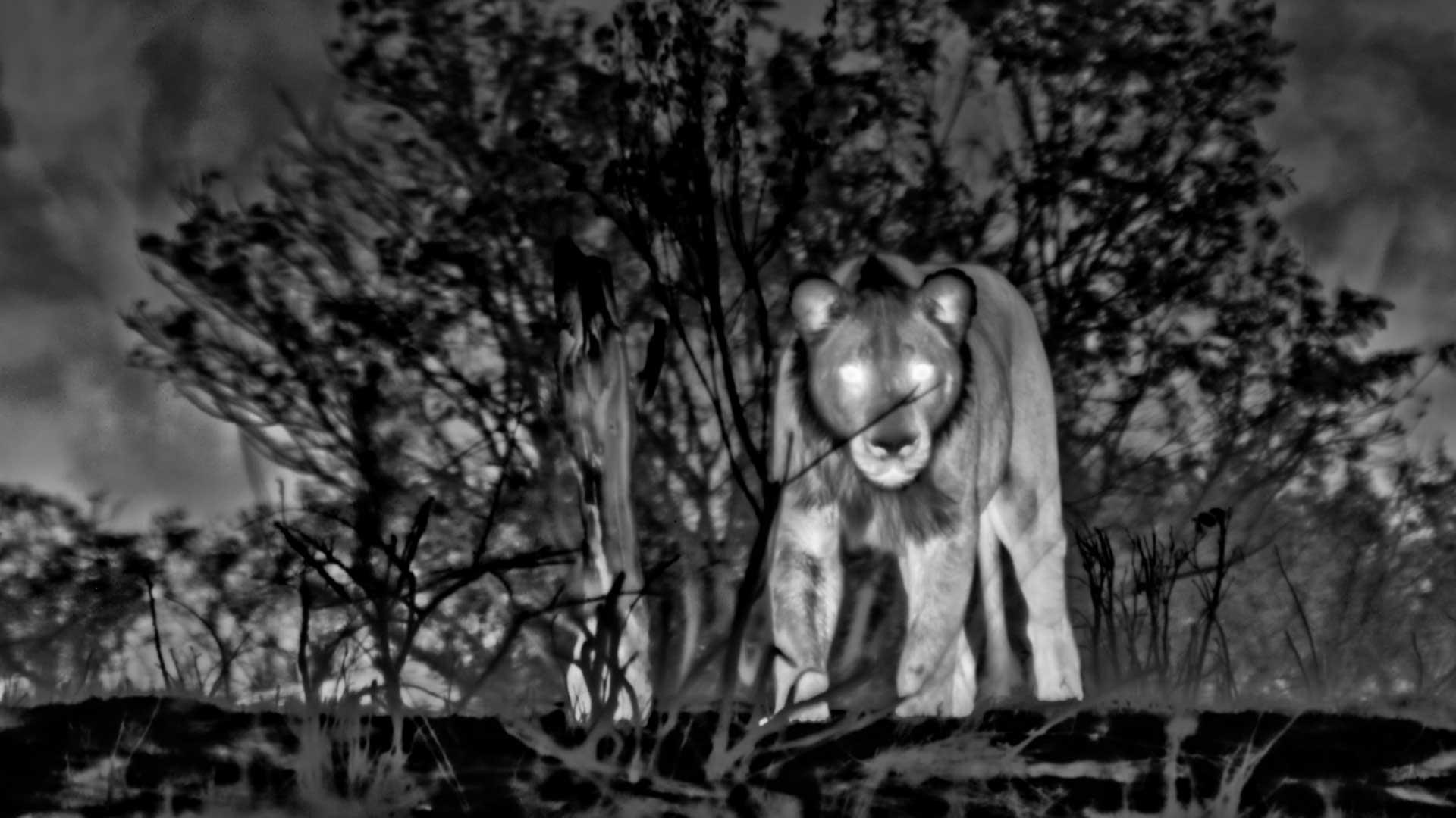 Thermal Cameras Capture Lions On a Midnight Hunt | Big Cats 24/7 | WLIW