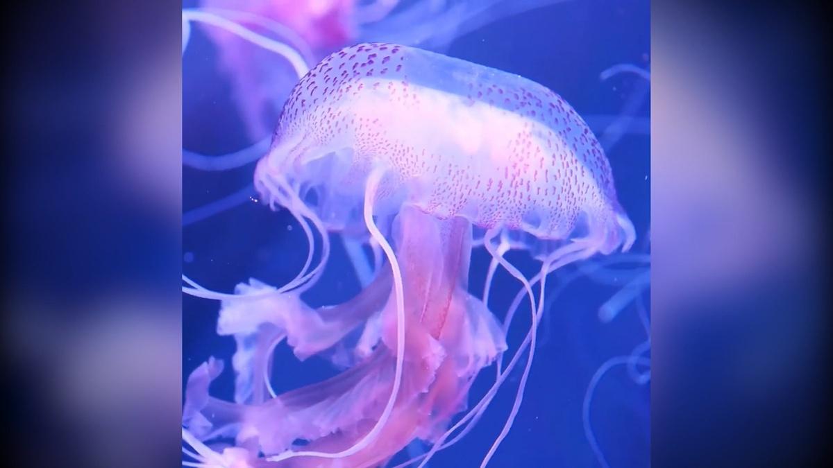 Soothing Jellyfish | Camp TV | THIRTEEN - New York Public Media