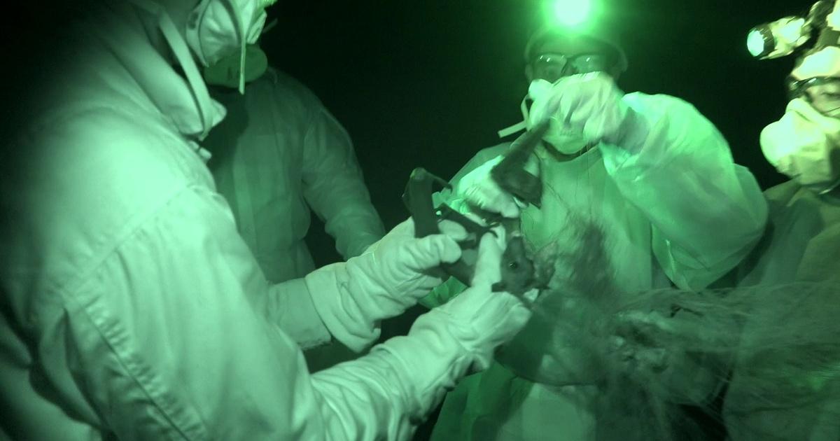 Spillover - Zika, Ebola & Beyond | Virus Hunter: Monitoring Nipah Virus ...