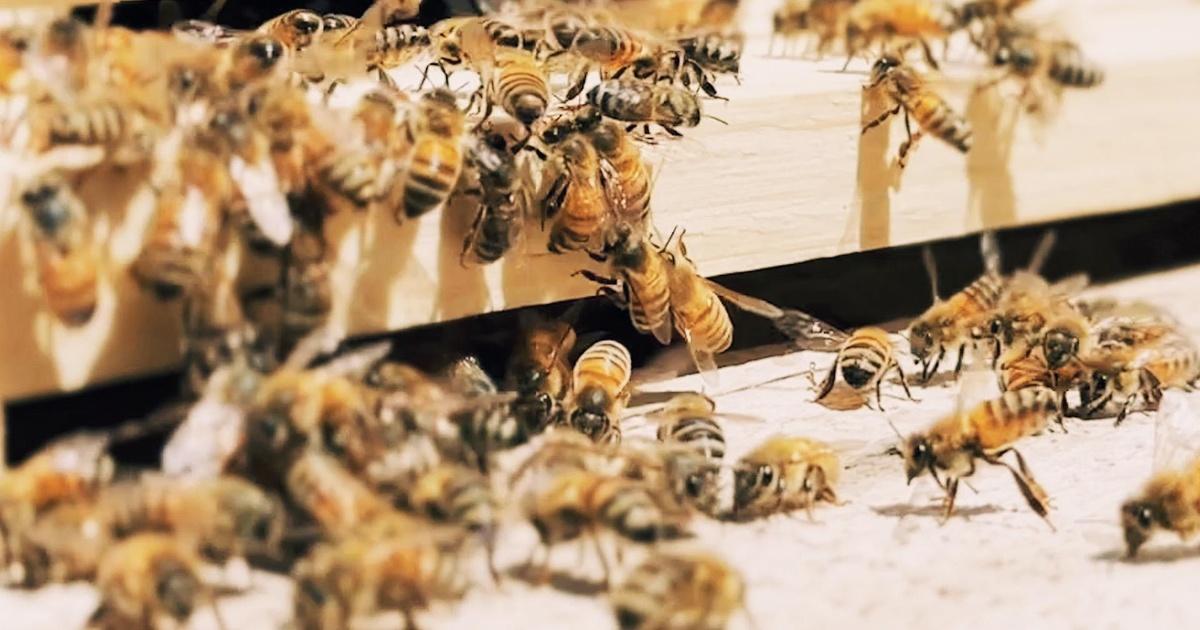 Colorado Voices | Native New Mexican Beekeeper shares pollination ...