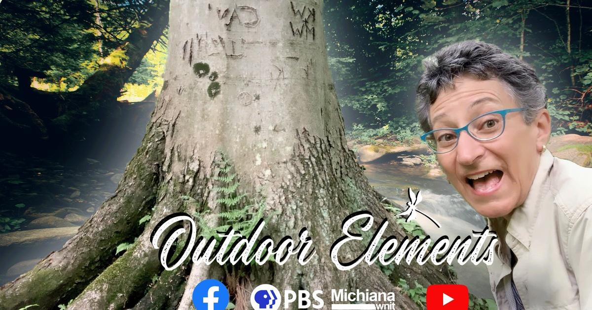 Outdoor Elements | Life at the Bottom of a Beech Tree | KERA