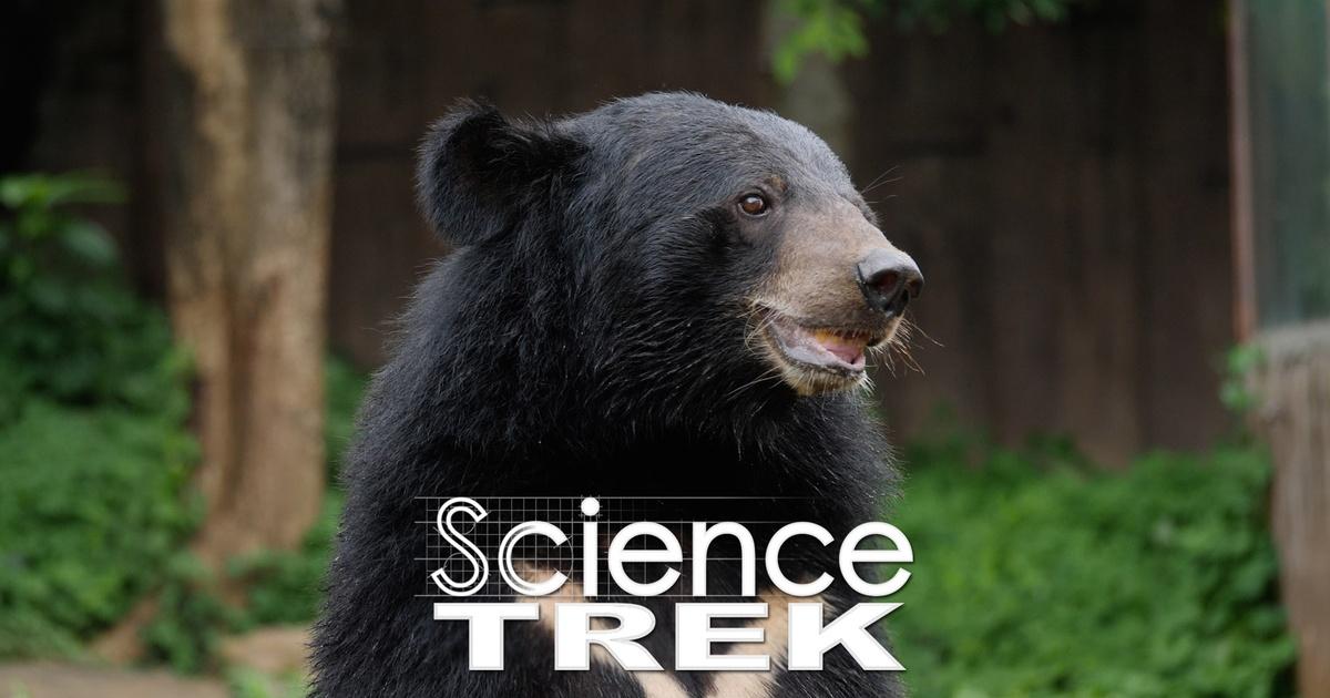 Science Trek | Bears: Bear Types | PBS