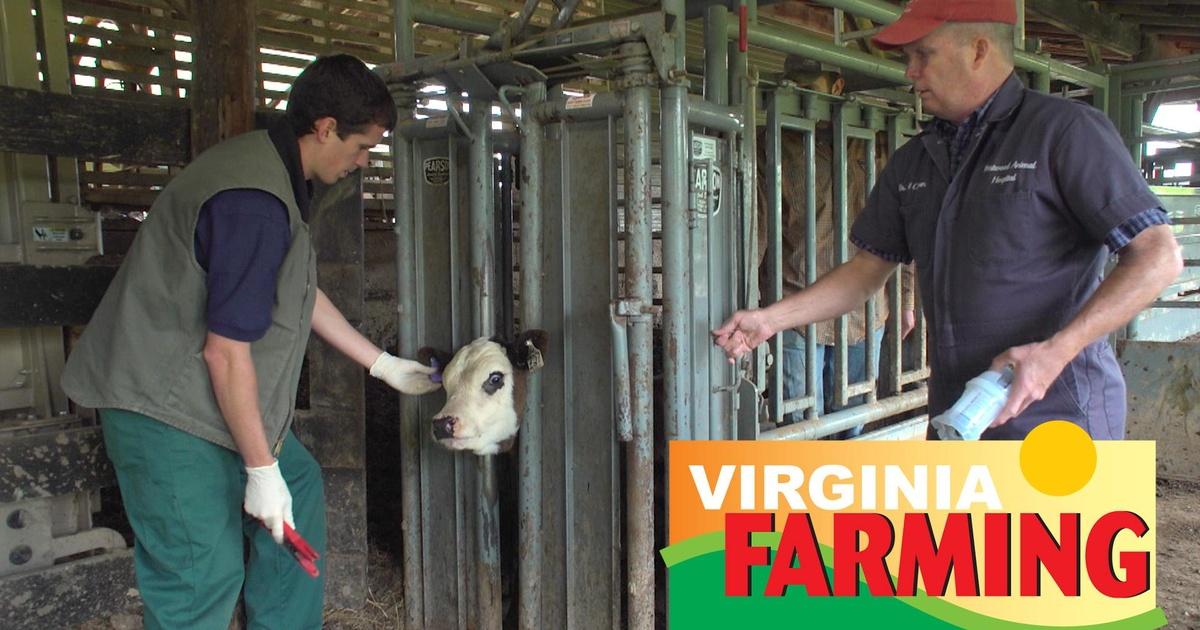 Virginia Farming | Virginia Farming: Veterinarians in the Field ...