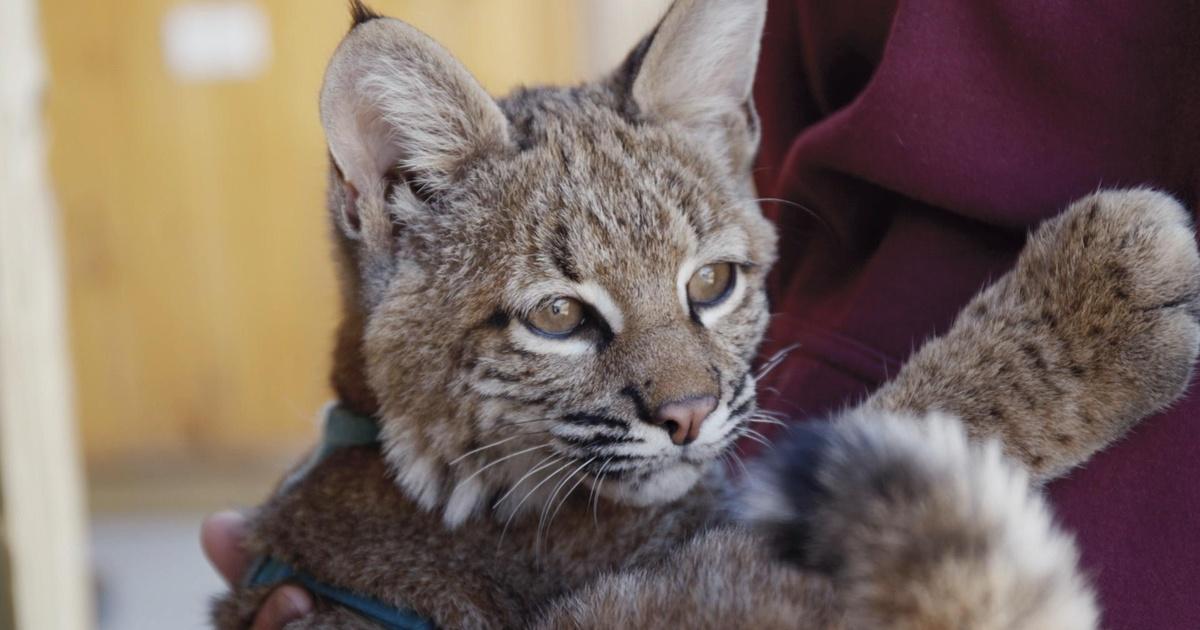 Destination Michigan | Alto: Boulder Ridge Wild Animal Park | Season 9 ...