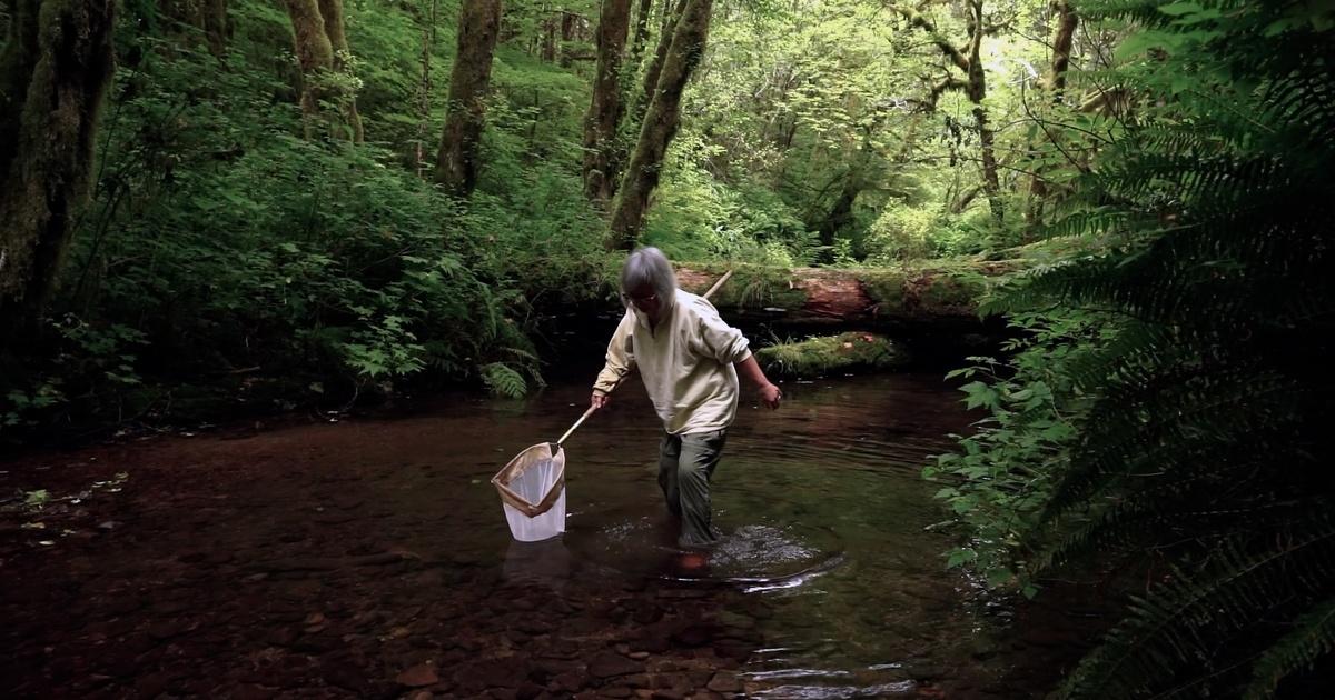 Oregon Field Guide | Judy Li and the Caddisfly, Science of Dust Devils ...