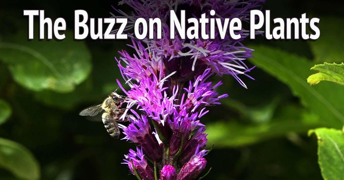 The Buzz On Native Plants | TheBuzzOnNativePlants | PBS