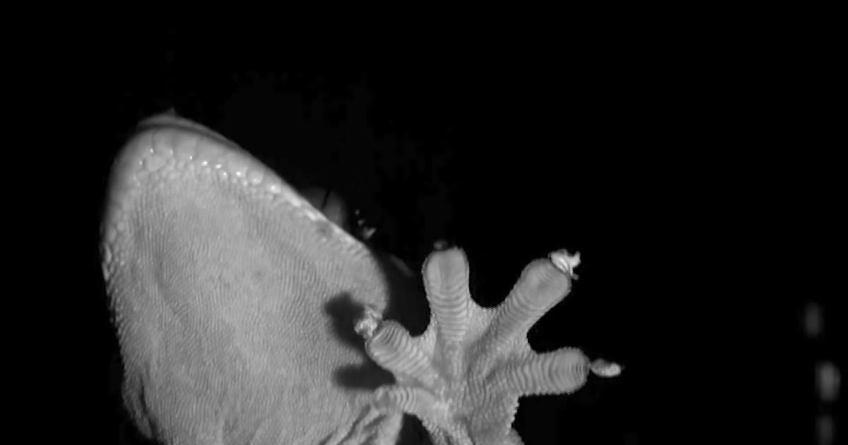 DragonflyTV | Gecko Feet | Season 7 | PBS