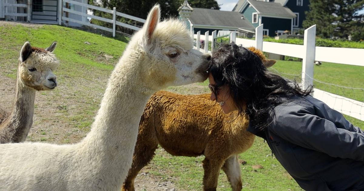 Animal Talk | Cows, Sheep and Pigs, Oh My! | Season 2 | Episode 3 | PBS