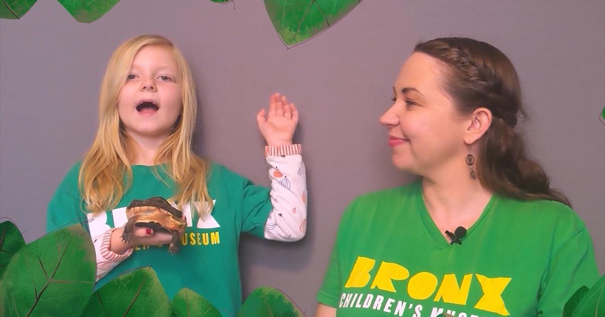 Let's Learn | FORM AND FUNCTION | PBS