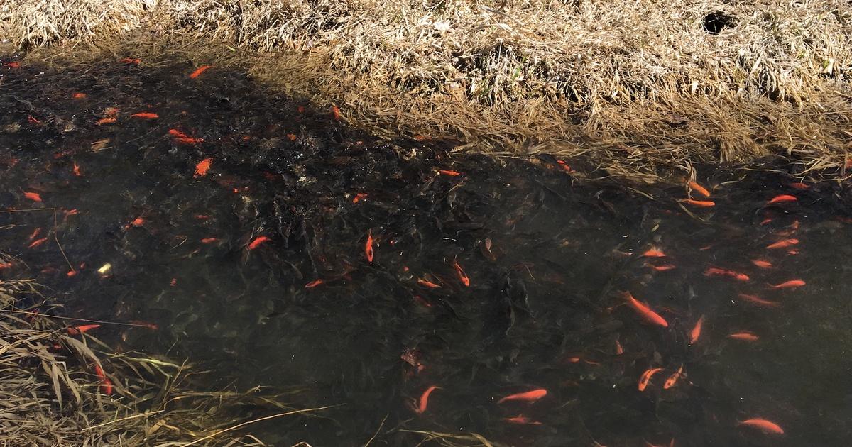 Prairie Sportsman | Invasive Goldfish | Season 11 | Episode 9 | SCETV