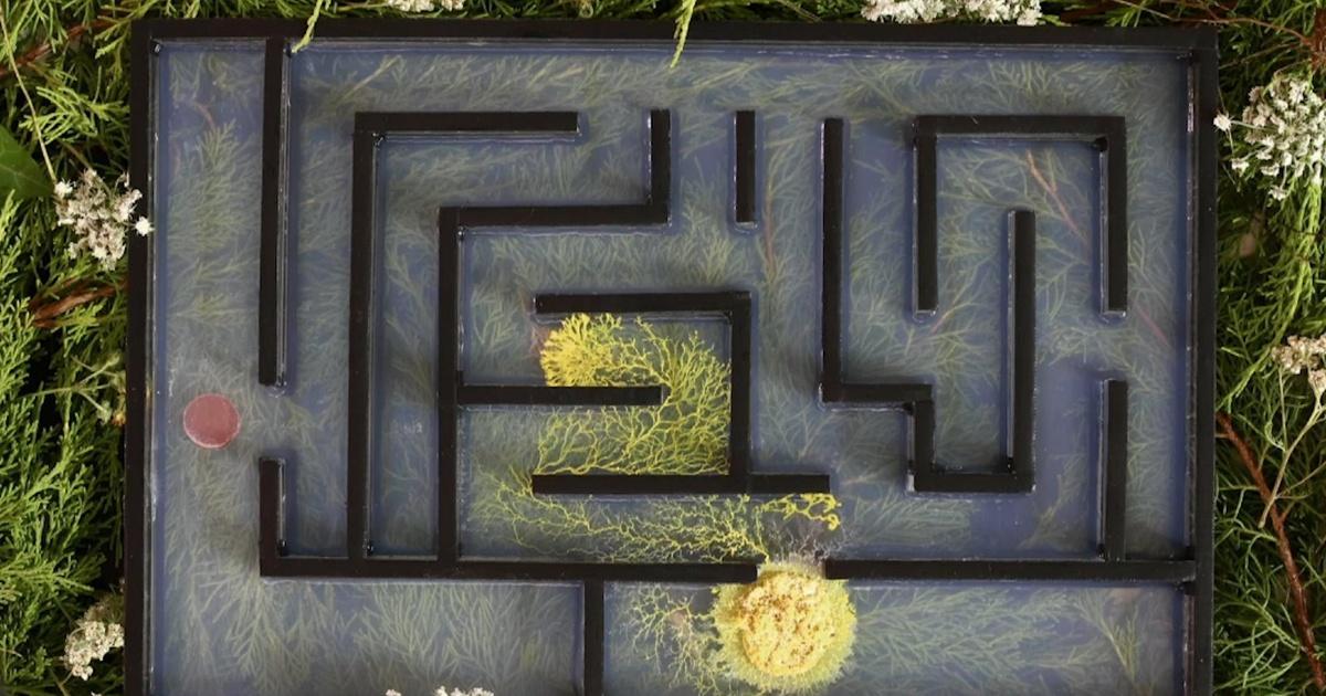 NOVA | Brainless Slime Molds Navigate Mazes and Make Decisions | Season ...