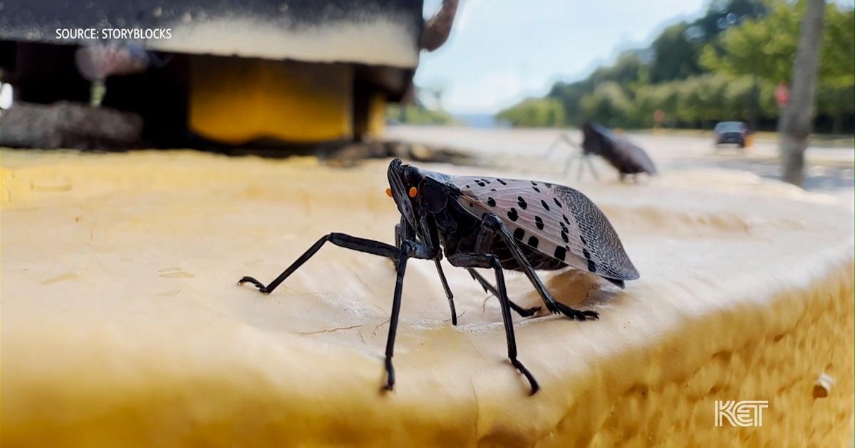 Kentucky Edition | Invasive Spotted Lanternfly Is In Kentucky | Season ...