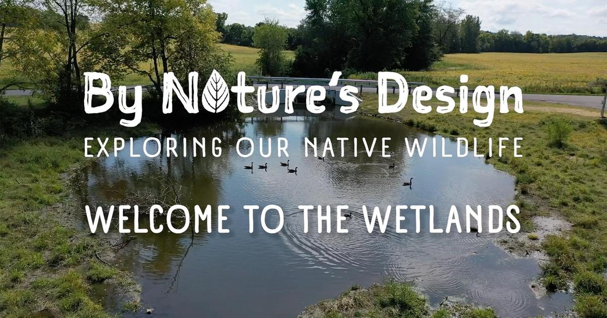 By Nature’s Design: Exploring Our Native Wildlife | Welcome to the ...
